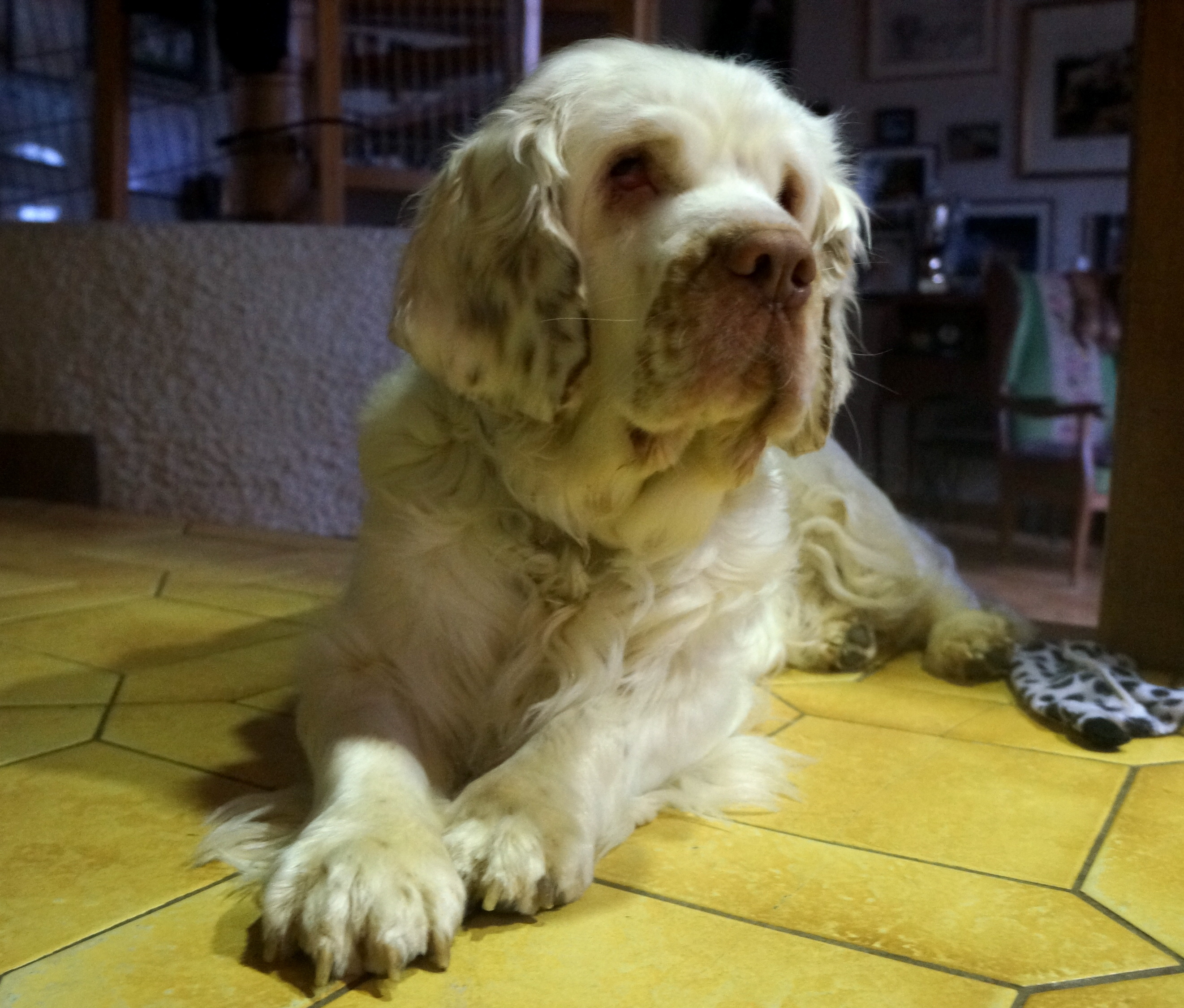 Les Bois des Amourettes - Andrea Carrasco: Cocker Spaniel, Springer ...