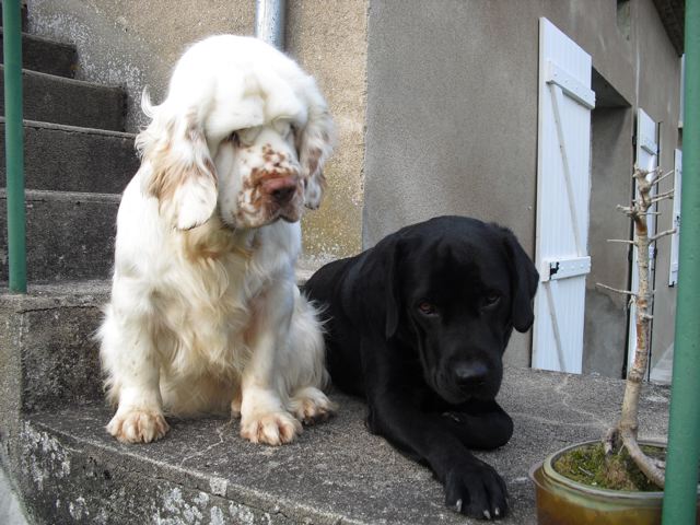 Les Bois des Amourettes - Andrea Carrasco: Cocker Spaniel, Springer ...