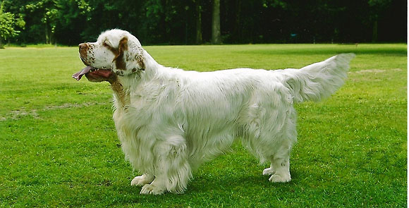 Les Bois des Amourettes - Andrea Carrasco: Cocker Spaniel, Springer ...
